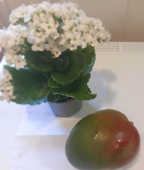Semifrío de mango - Paperblog
