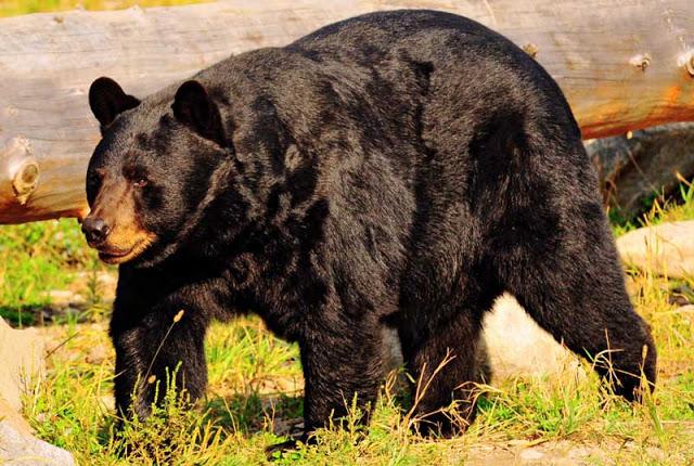 Bosque fauna - Imagui