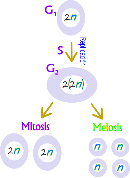 El Significado De La Meiosis Paperblog
