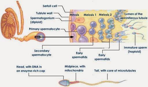 Objetivo y fases de la espermatogénesis - Paperblog