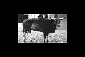 El Kouprey - Paperblog