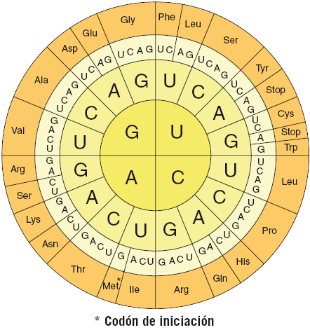 Código genético - Paperblog