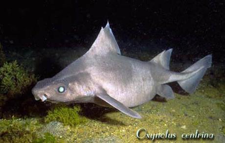 Cerdo marino - Paperblog