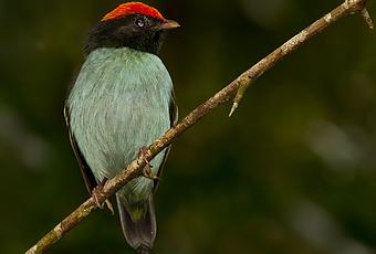 Bailarín azul (Swallow-tailed Manakin) Chiroxiphia caudata - Paperblog