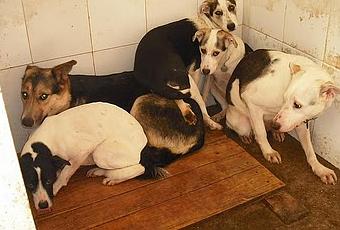 Familia perruna en la perrera de jerez, aterrorizados trás la muerte ...