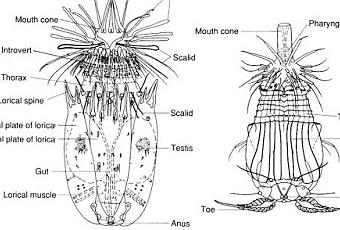Loricifera, un nuevo phylum de invertebrados - Paperblog