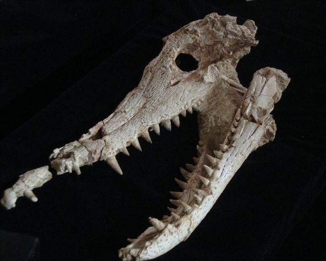 Oxalaia y Pepesuchus - Paperblog