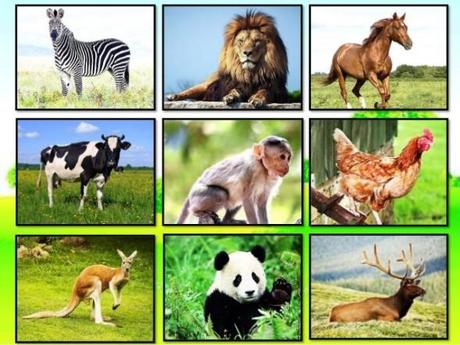 ANIMALES TERRESTRES : ANIMALES TERRESTRES