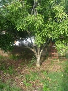 How to eat mamones :) - Paperblog