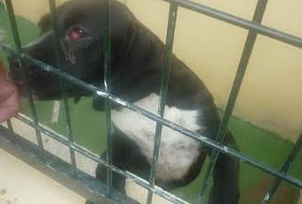 TIZÓN, cachorro con un ojo enfermo. (Perrera de MERIDA) - Paperblog
