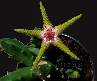 Stapelia flavopurpurea - Paperblog