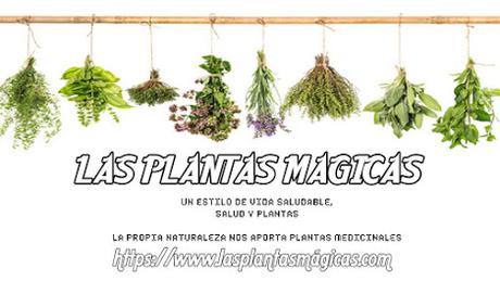 Listado de Plantas Mágicas utilizadas en la magia - Paperblog
