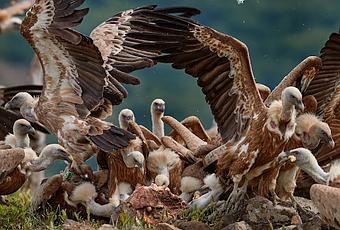 ¿Qué es un muladar? - Paperblog