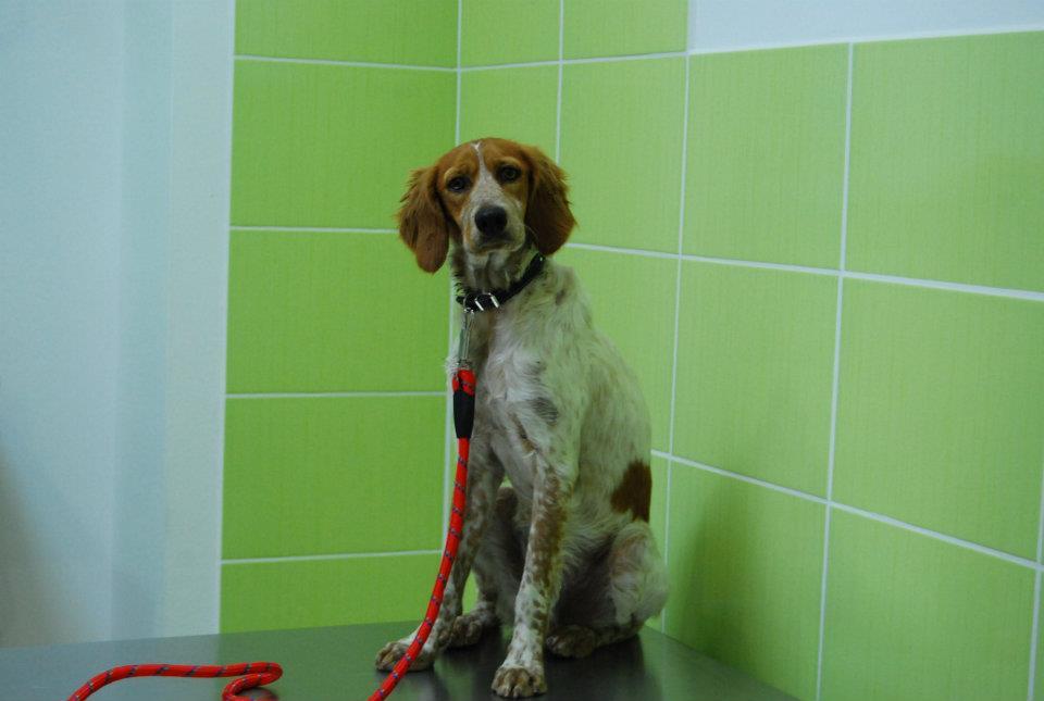 El solo se metio en el veterinario, ahora está atado - Paperblog El solo se metio en el veterinario, ahora está atado - Paperblog